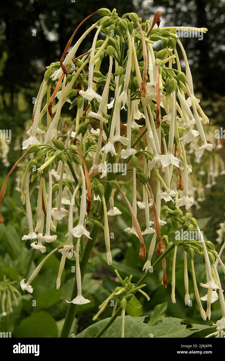 Flowering Tobacco (Nicotiana sylvestris) in a garden Stock Photo - Alamy