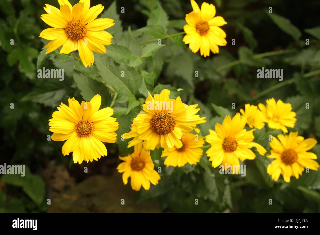 Heliopsis flower hi-res stock photography and images - Alamy
