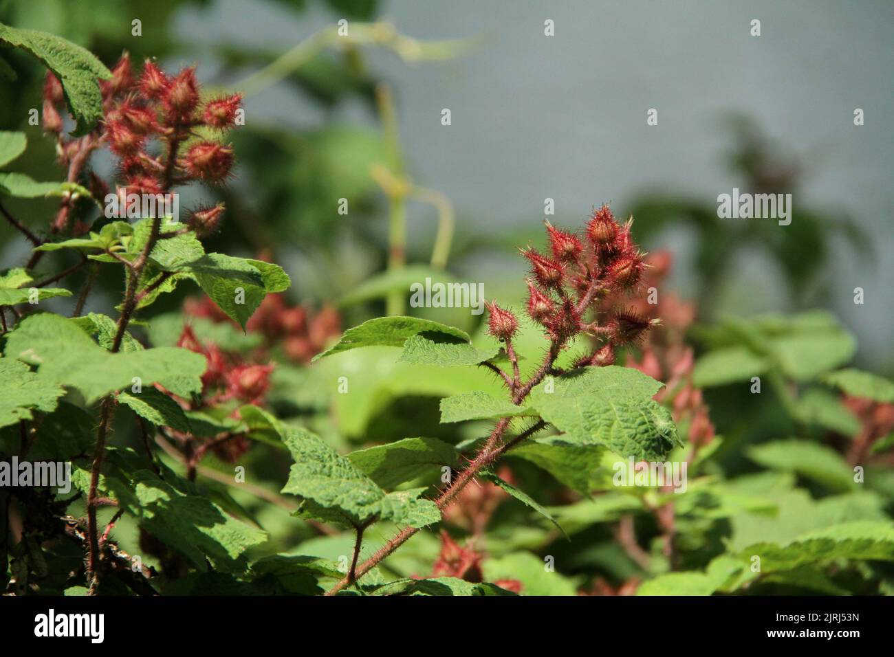 Japanese wineberry stems hi-res stock photography and images - Alamy