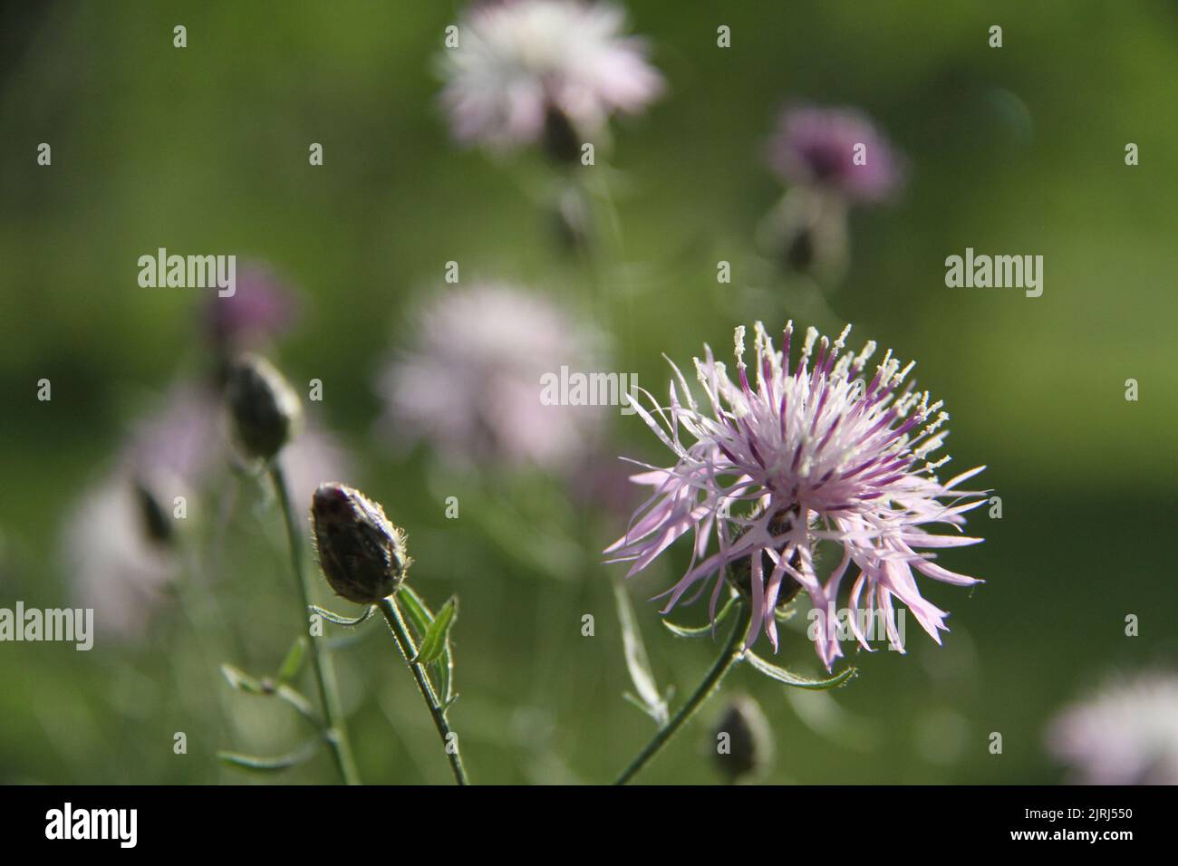 Knapweed flowers in field in Virginia, USA Stock Photo - Alamy