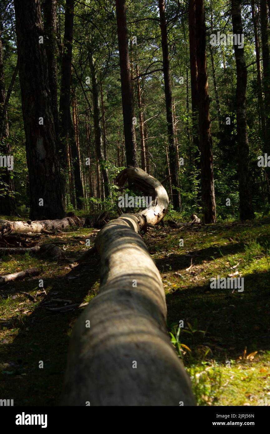 A huge tree trunk falling on the sunny ground with tree trunks in the ...