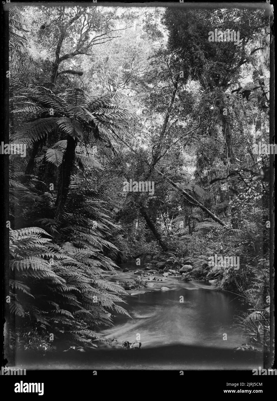 River Running through Native Bush, circa 1910, by Fred Brockett Stock ...