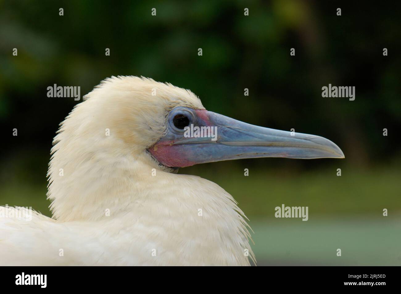 Red footed Boobie bird common in the Fijian islands, fishing far out at ...