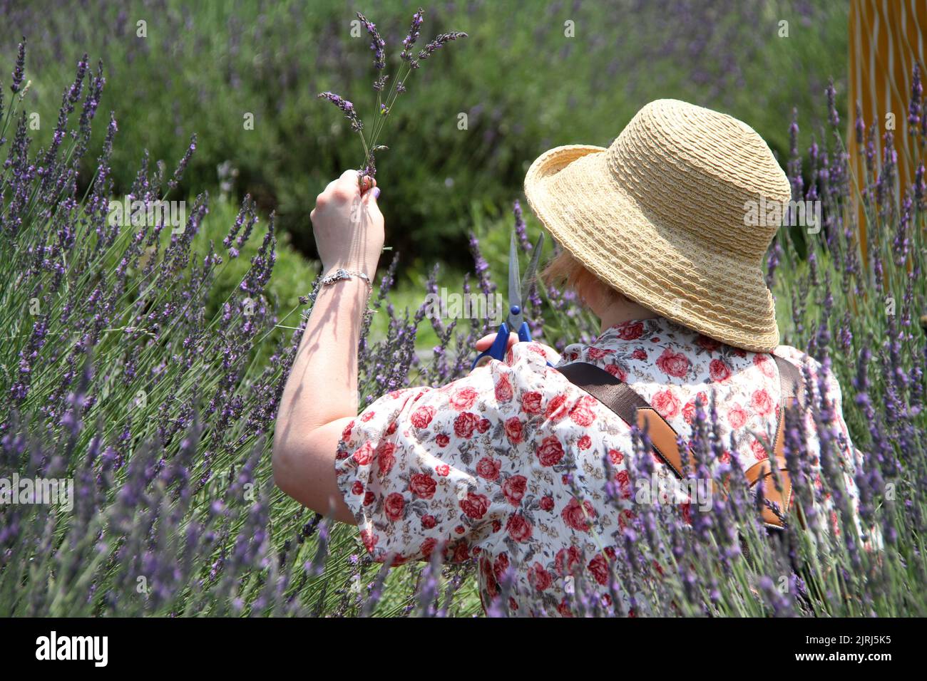 Woman picking up flowers hi-res stock photography and images - Alamy