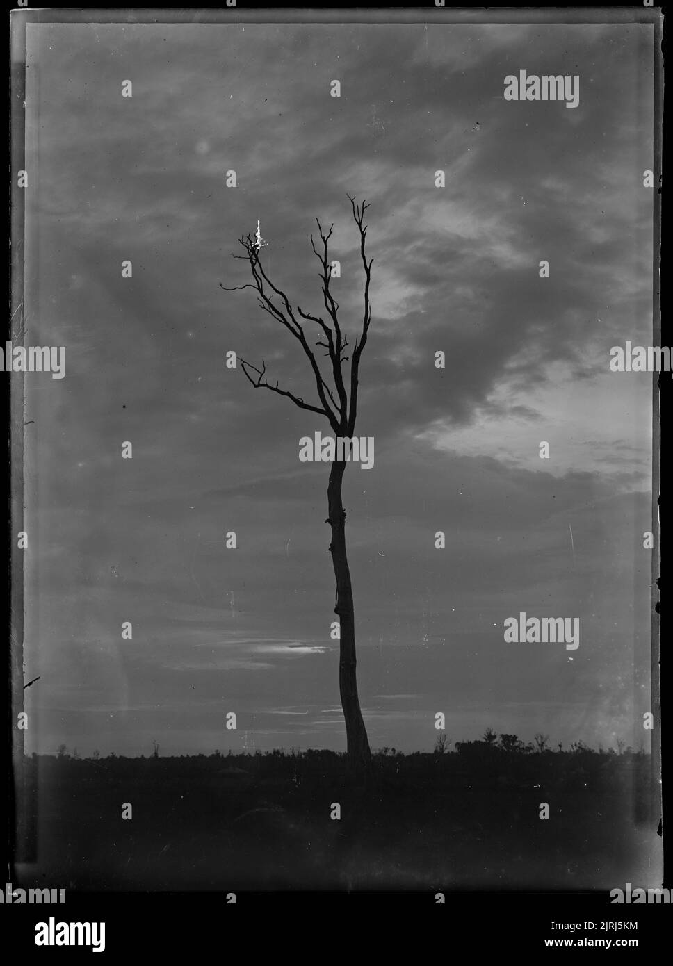 Tree Silhouetted Against the Sky, 1909, by Fred Brockett Stock Photo ...