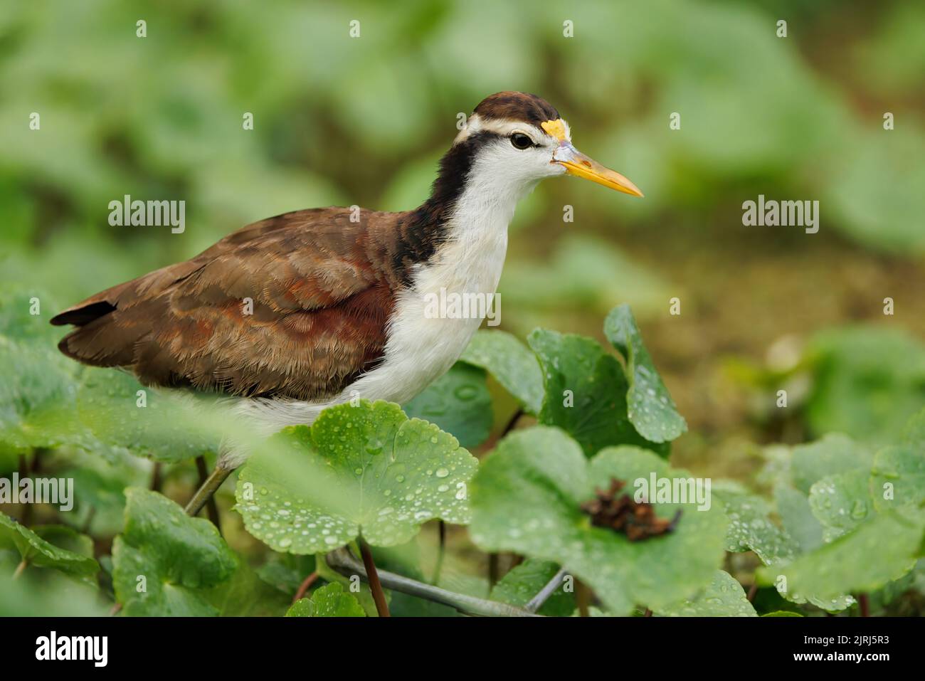 Northern jacana (Jacana spinosa) wandering amidst plants in Tortuguero ...