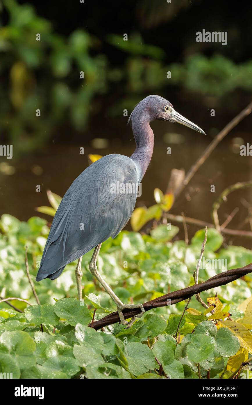 Little Blue heron (Egretta caerulea) looking for food in Tortuguero ...