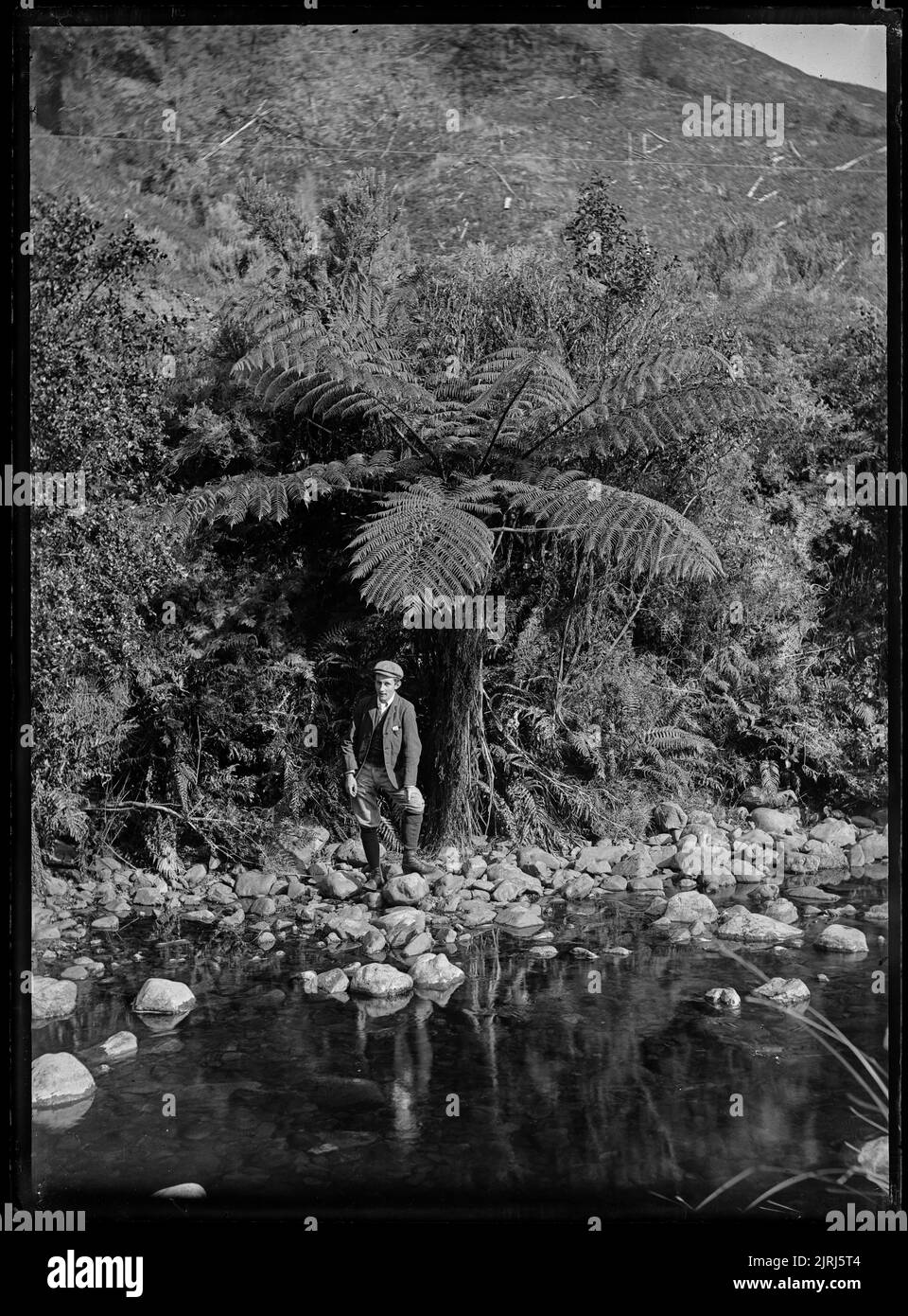 Man by a Tree Fern, circa 1905, by Fred Brockett Stock Photo - Alamy