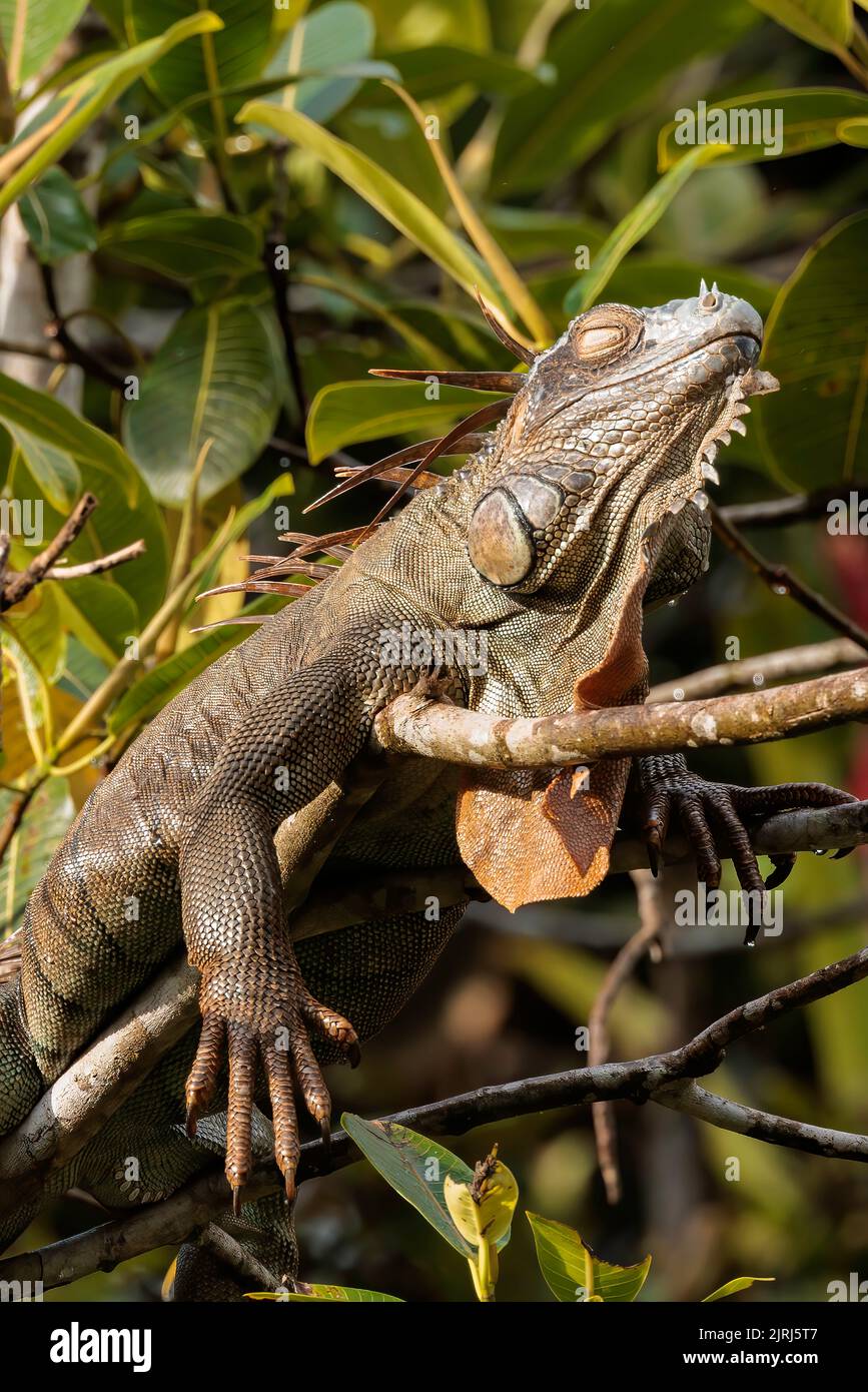 Common green iguana (Iguana iguana) resting on a tree in Tortuguero ...
