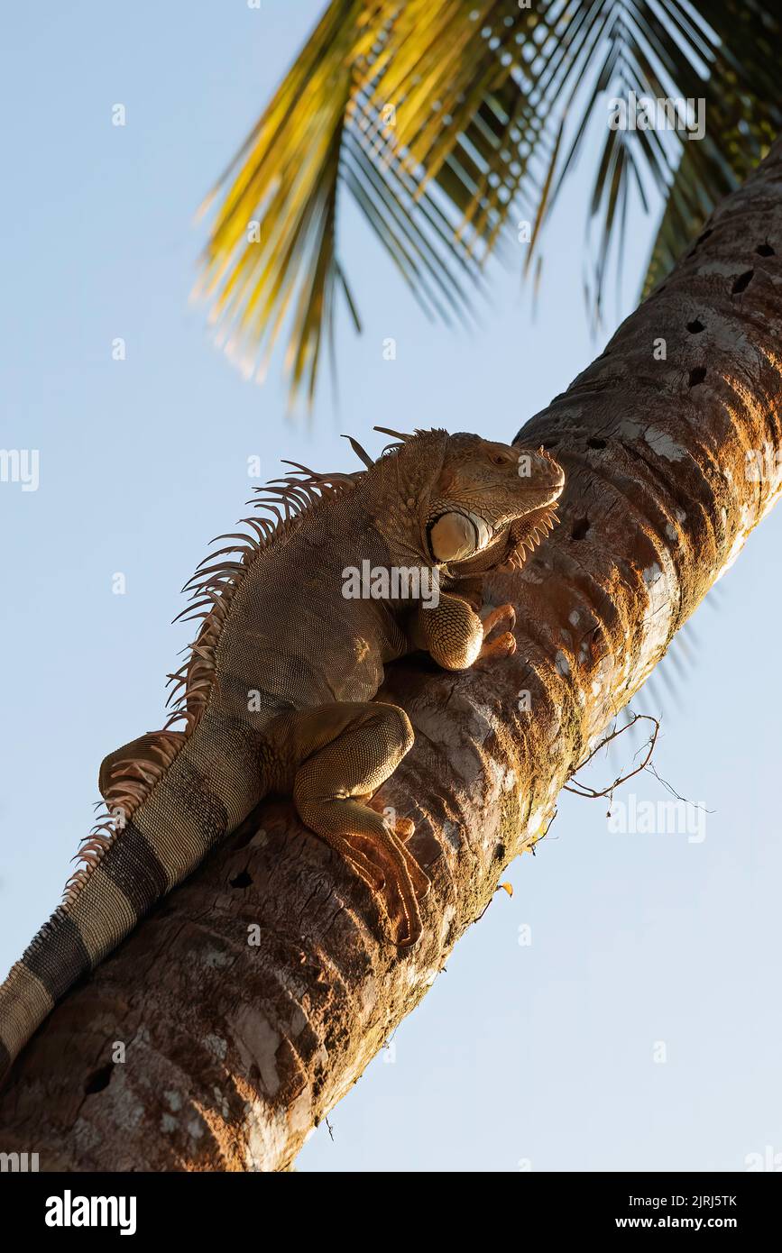 Common green iguana (Iguana iguana) resting on a tree in Tortuguero ...