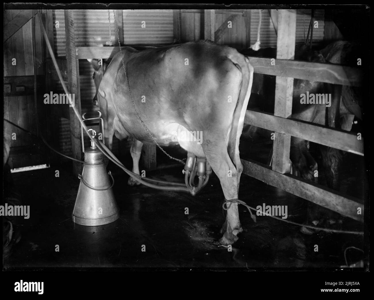 Mechanical milking mechanical milking Black and White Stock Photos ...