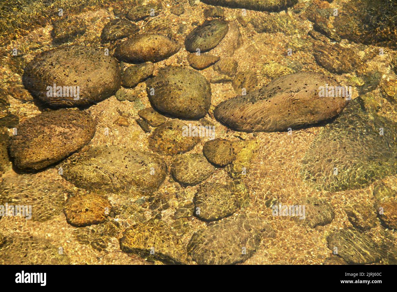 Freshwater snails in a creek in Virginia, USA Stock Photo - Alamy