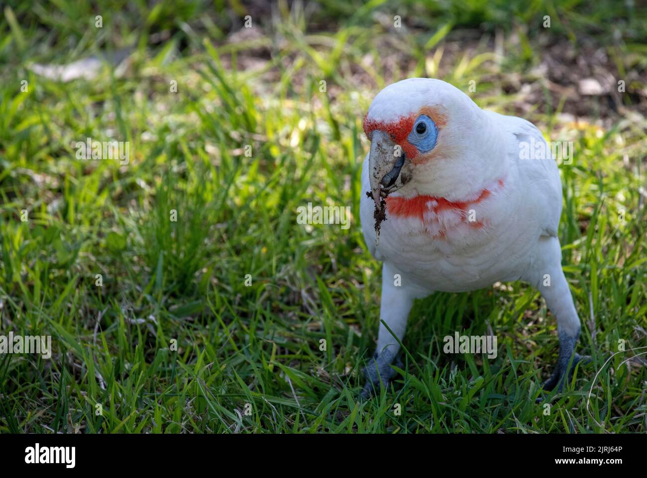A Long-billed Corella (Cacatua tenuirostris) digging for food at a park ...