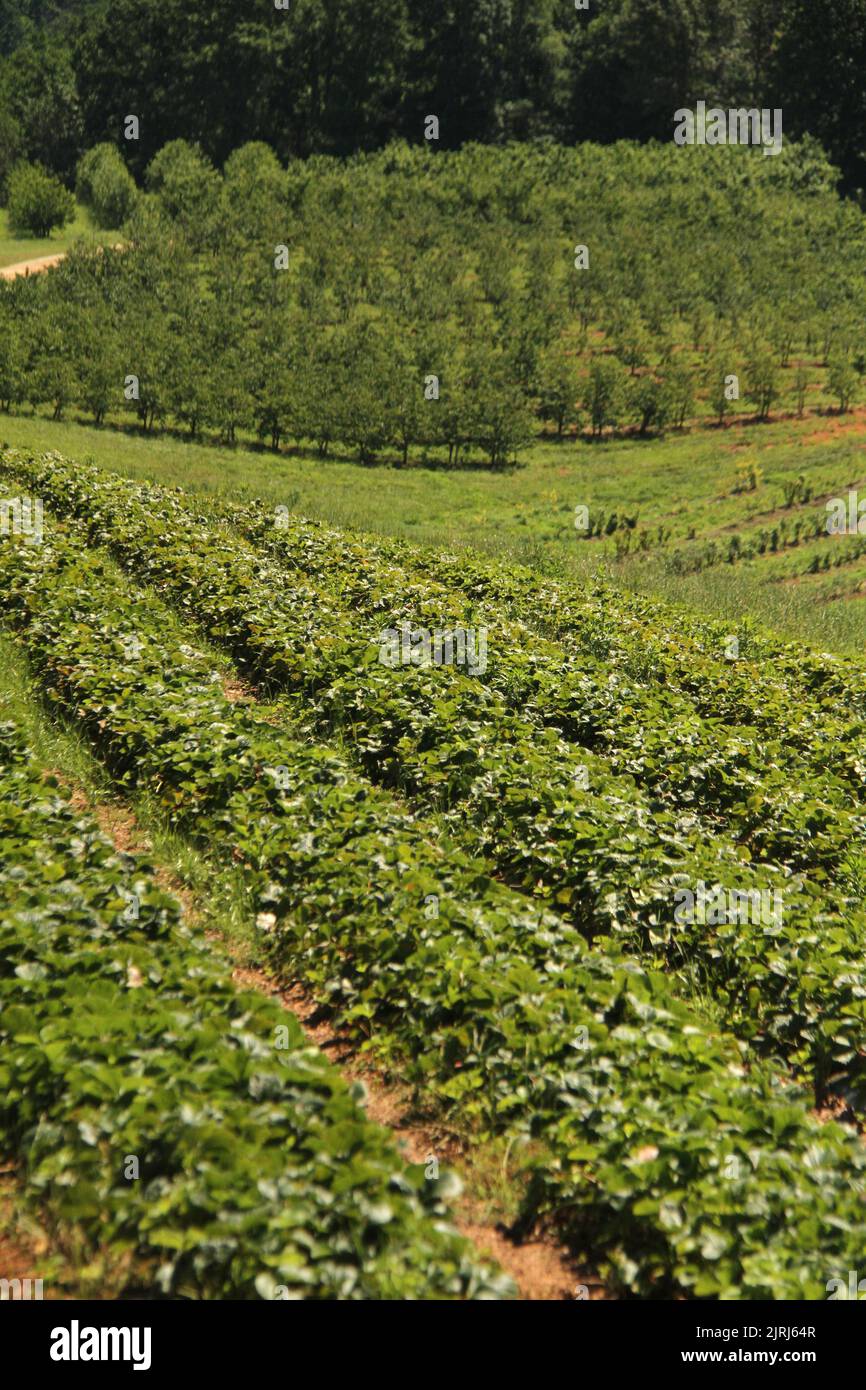 Rows of berry bushes & fruit trees at an orchard in Virginia, USA Stock ...