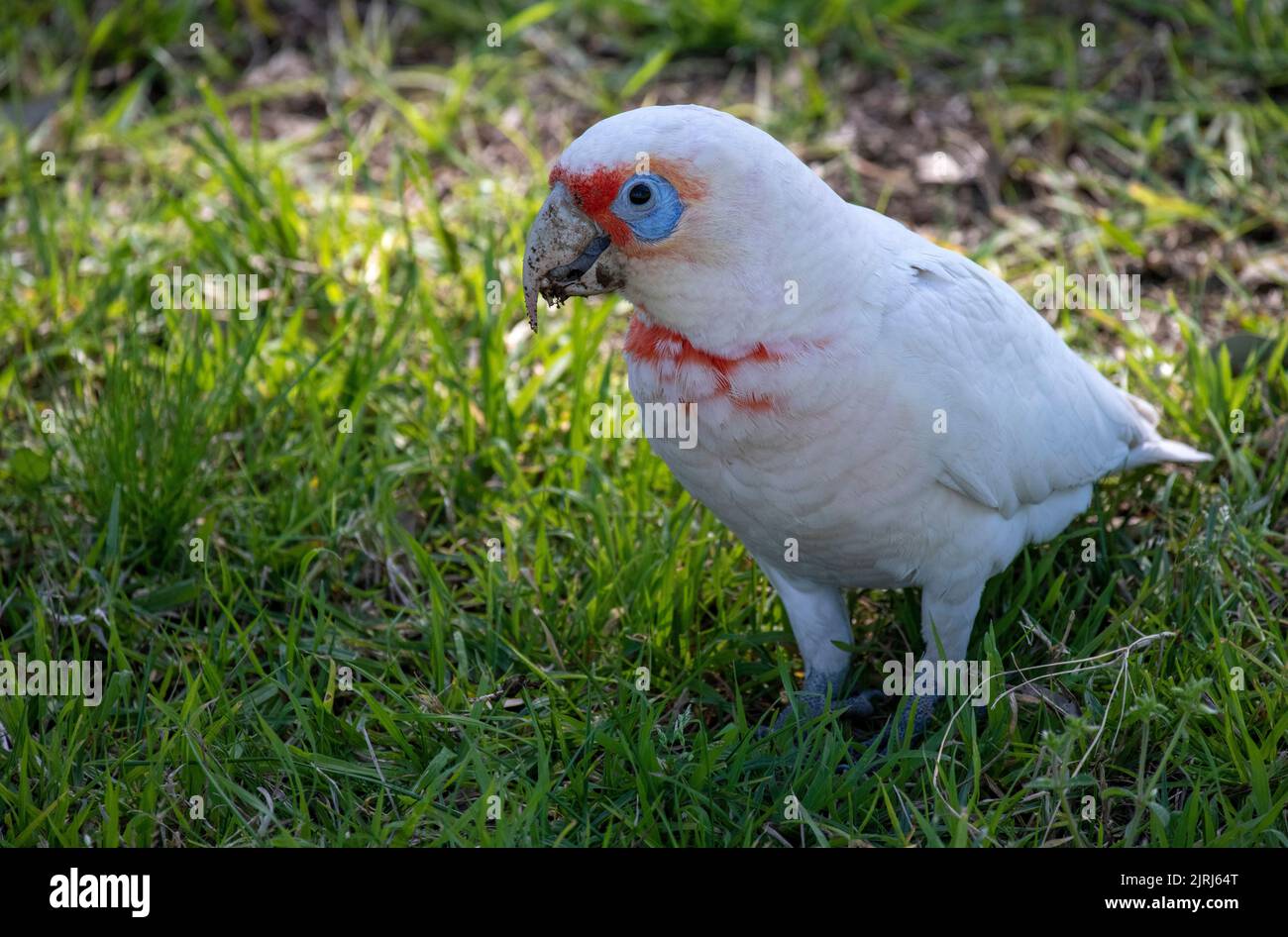 Close-up of a Long-billed Corella (Cacatua tenuirostris) at a park in ...