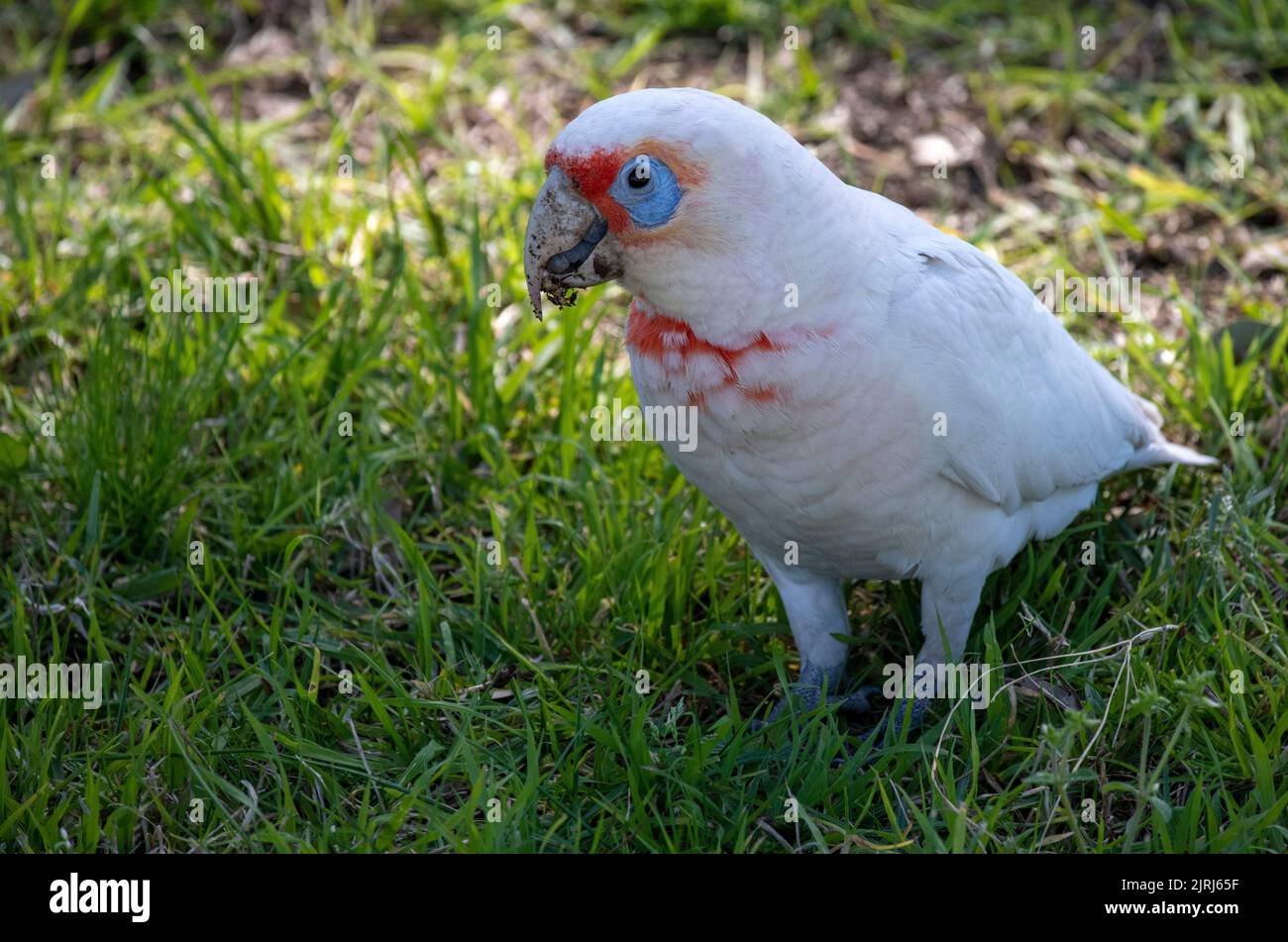 Close-up of a Long-billed Corella (Cacatua tenuirostris) at a park in ...