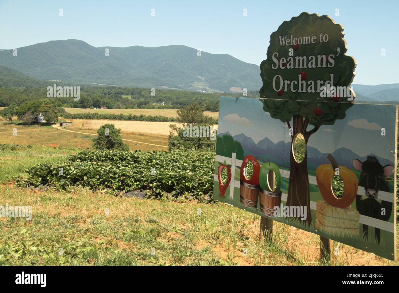 Landscape at Seaman's Orchard in Virginia, USA. Cutout board for ...