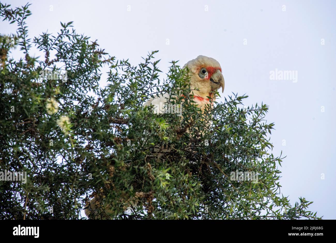 A Long-billed Corella (Cacatua tenuirostris) perched on a tree in ...