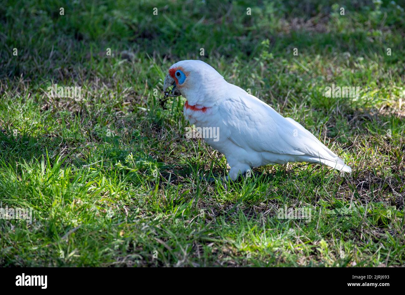 A Long-billed Corella (Cacatua tenuirostris) digging for food at a park ...