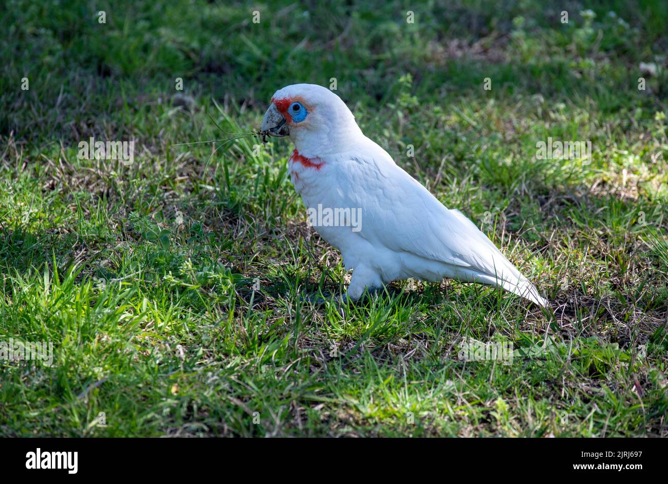 A Long-billed Corella (Cacatua tenuirostris) digging for food at a park ...