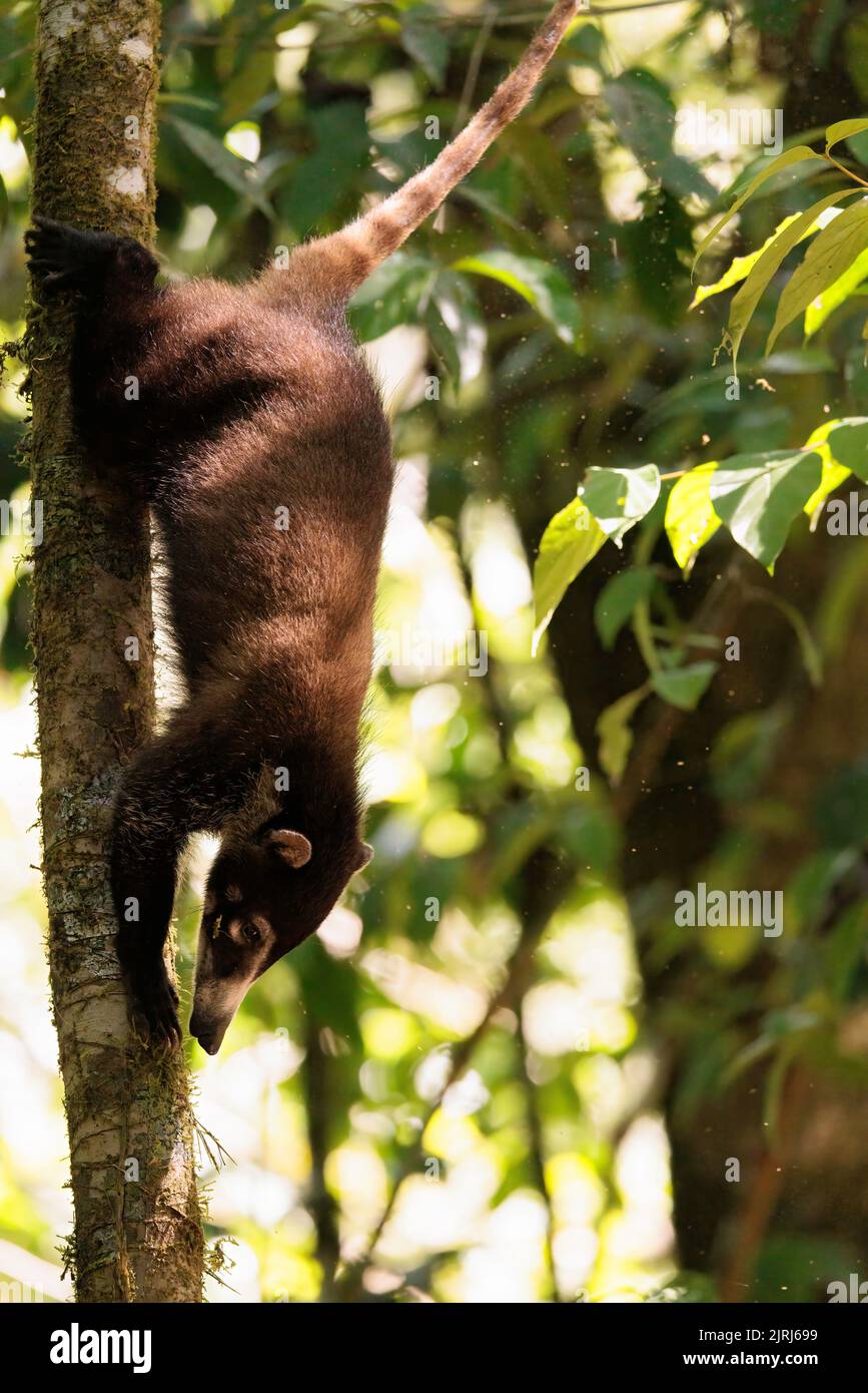 Wild Coati (Nasuella) wandering in Corcovado national park, Osa ...