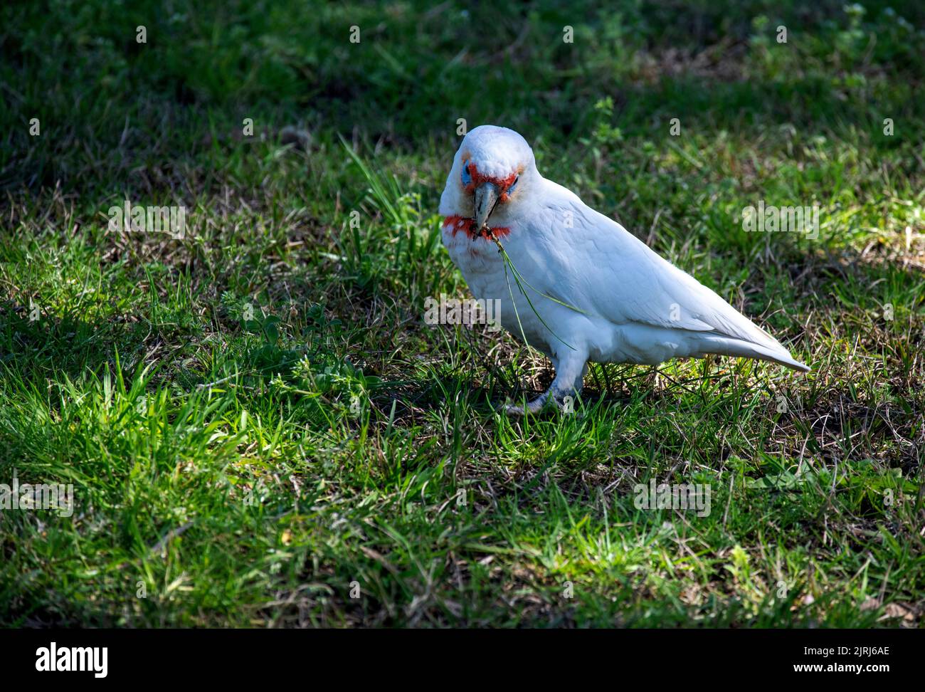 Close-up of a Long-billed Corella (Cacatua tenuirostris) at a park in ...