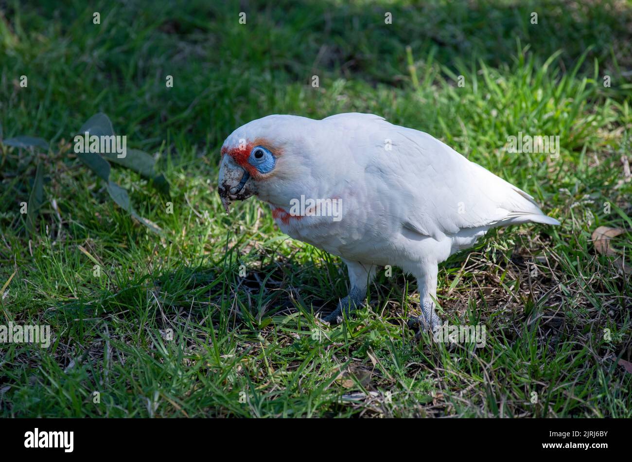 Close-up of a Long-billed Corella (Cacatua tenuirostris) at a park in ...