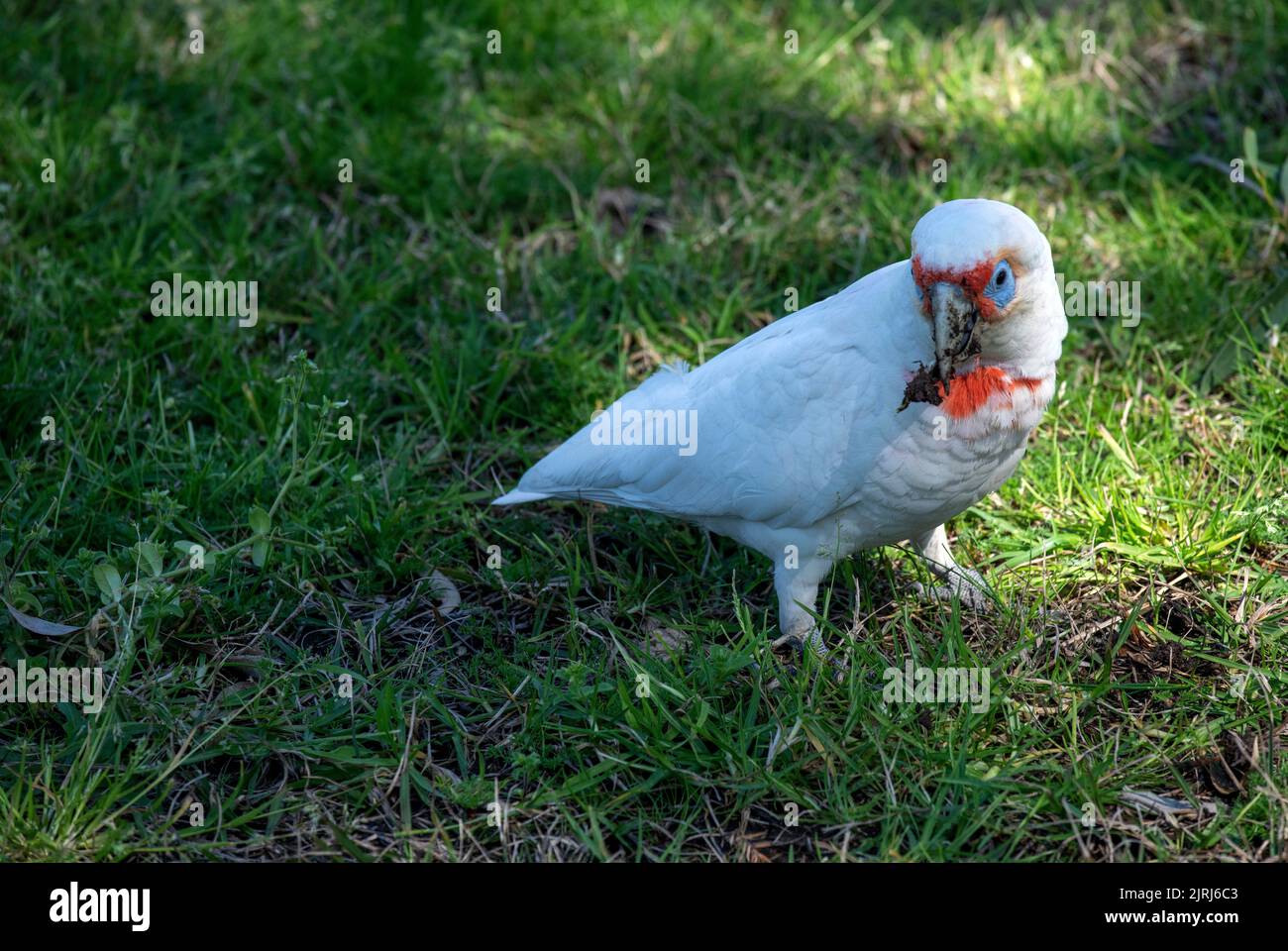 Close-up of a Long-billed Corella (Cacatua tenuirostris) at a park in ...