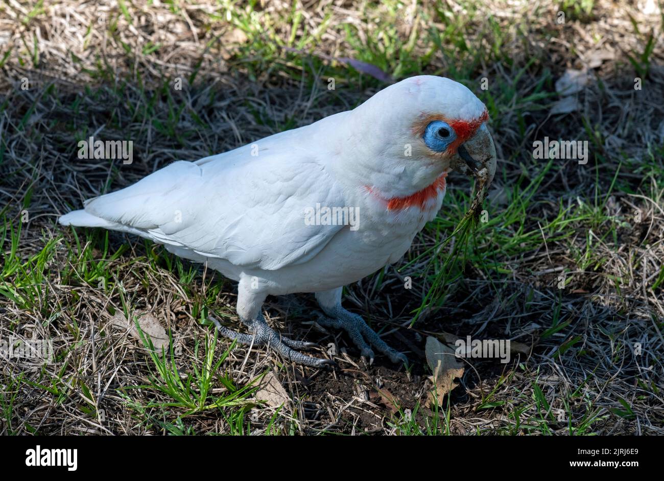 Close-up of a Long-billed Corella (Cacatua tenuirostris) at a park in Sydney, NSW, Australia ...