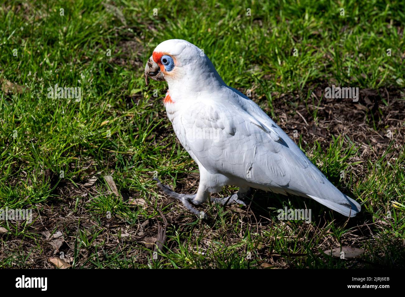 Close-up of a Long-billed Corella (Cacatua tenuirostris) at a park in ...
