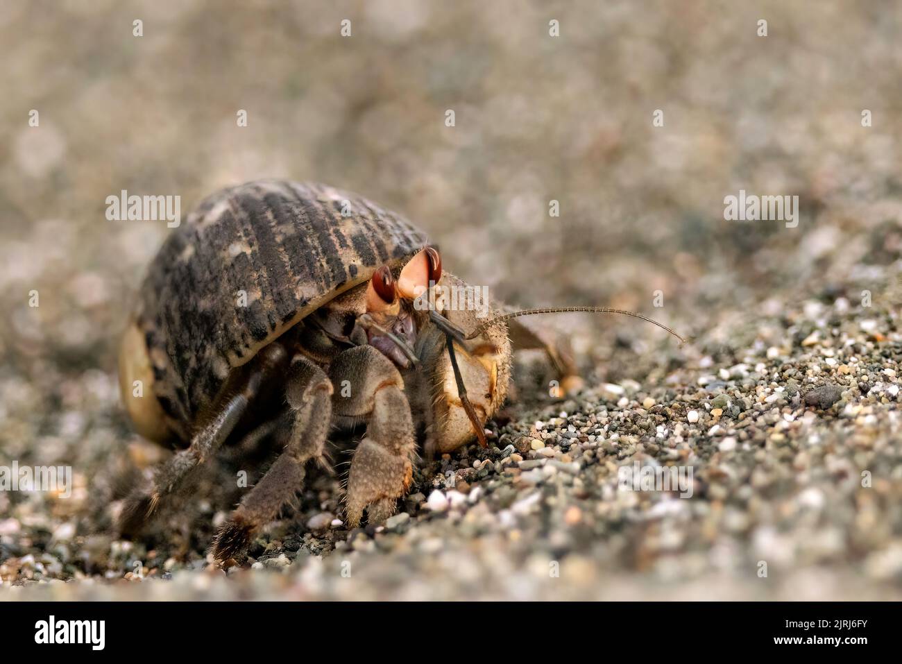 Ecuadorian hermit crab (Coenobita compressus) walking on the beach near ...