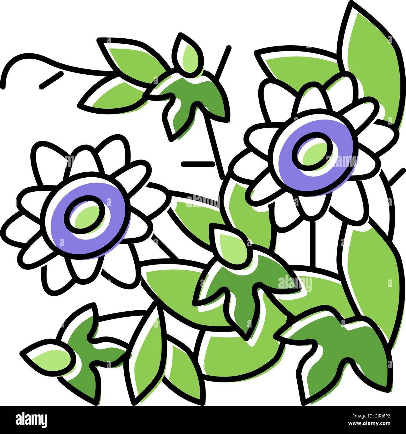 passiflora flower liana color icon vector illustration Stock Vector ...