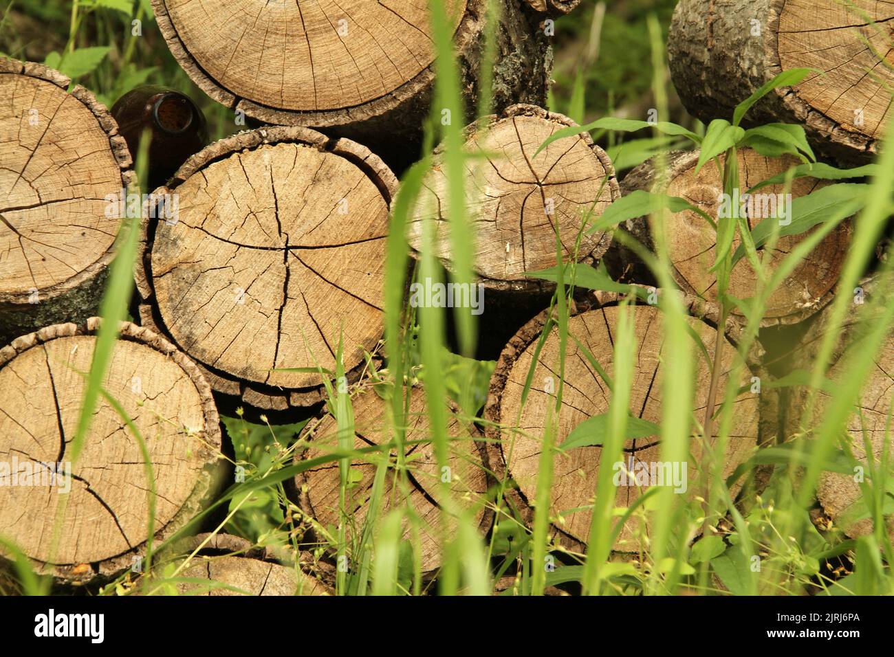 Pile of cut wood for fire Stock Photo - Alamy