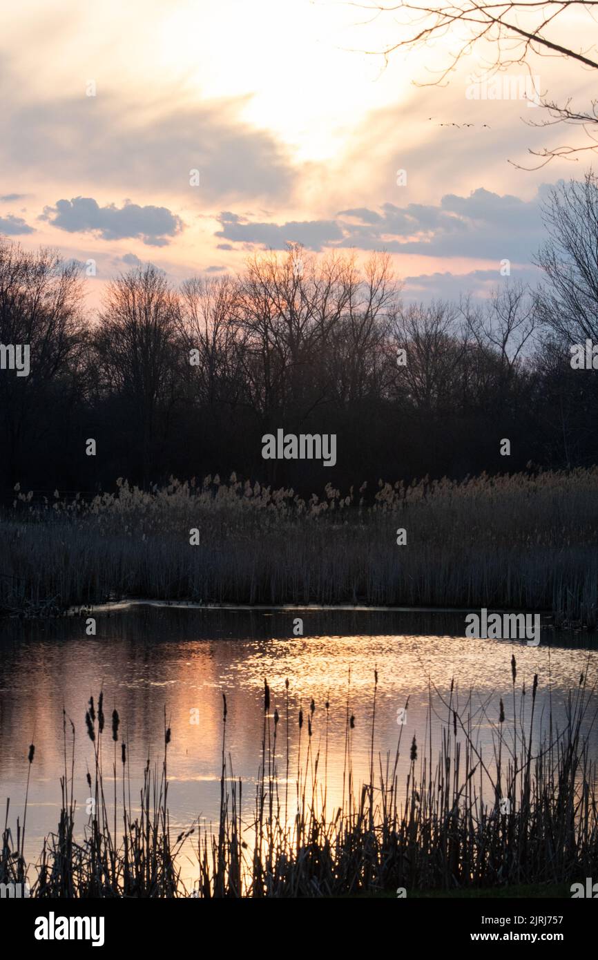 Tall trees lake during hi-res stock photography and images - Alamy