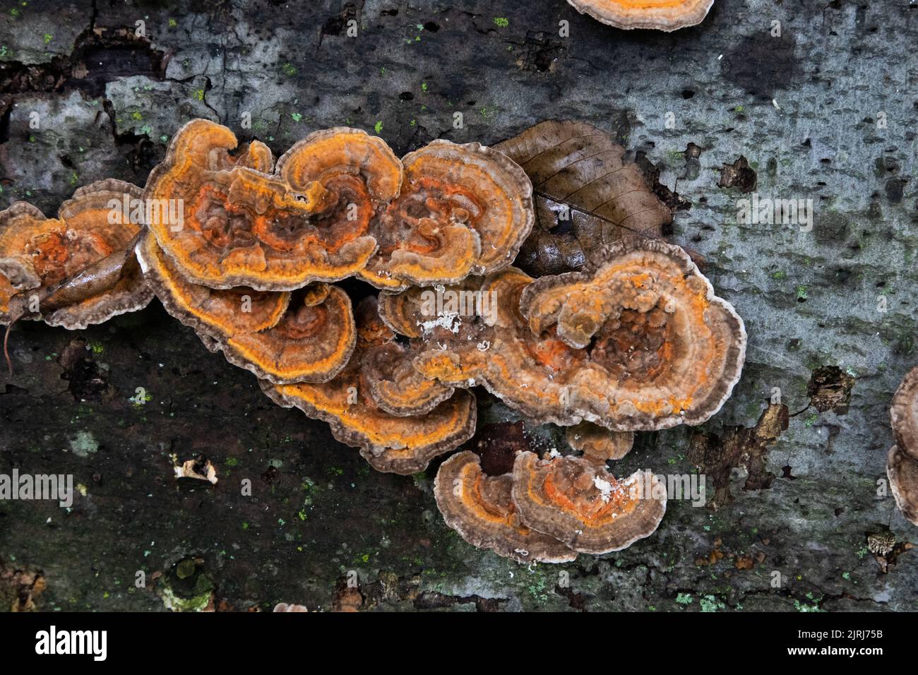 Rock with fungus hi-res stock photography and images - Alamy