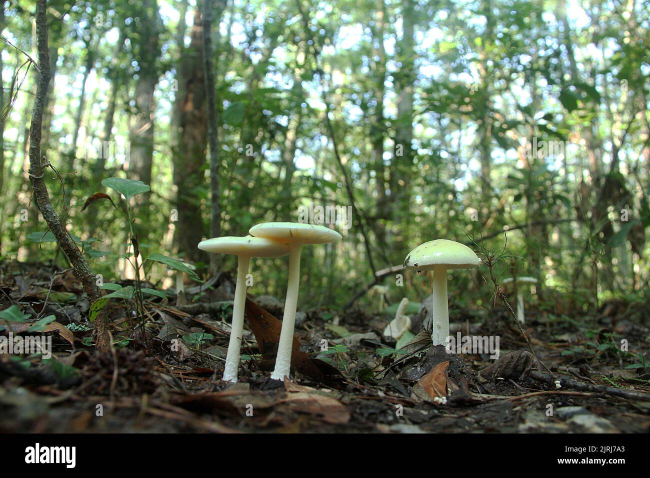 Golden Waxcap (Hygrocybe chlorophana) mushrooms in Virginia, USA Stock ...