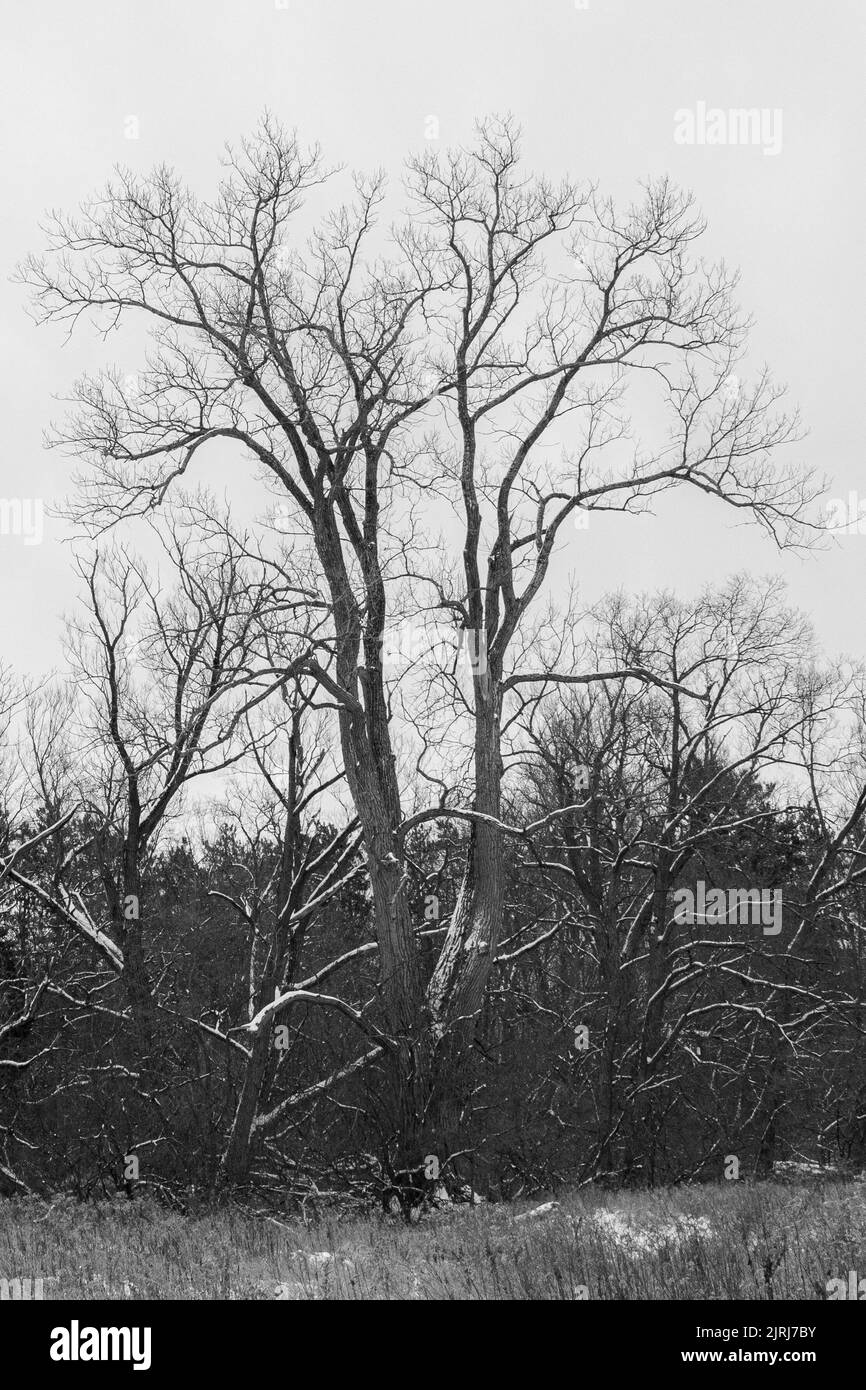 Leafless Tree Clipart Black And White