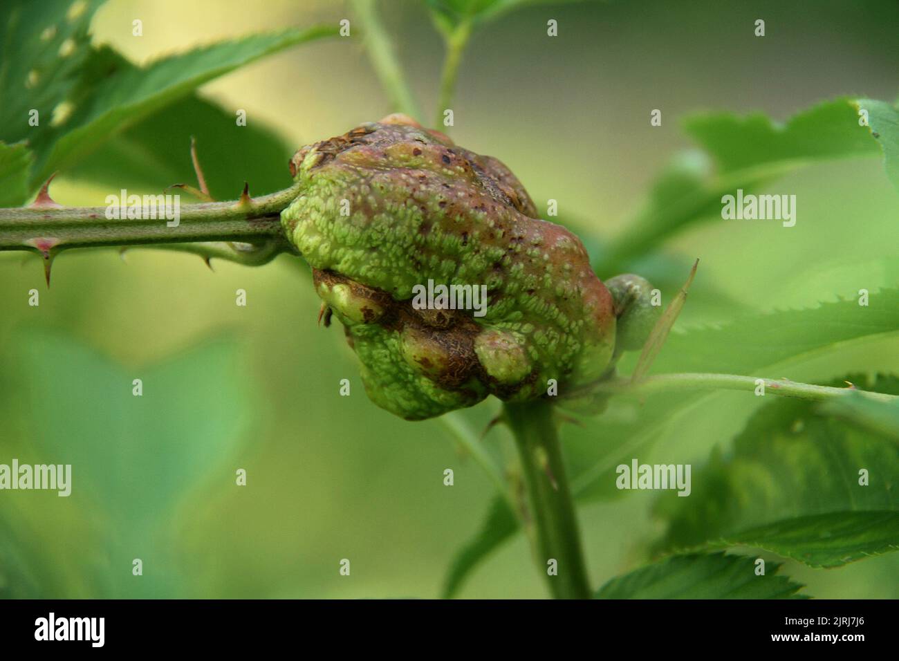Blackberry Knot Gall Stock Photo - Alamy