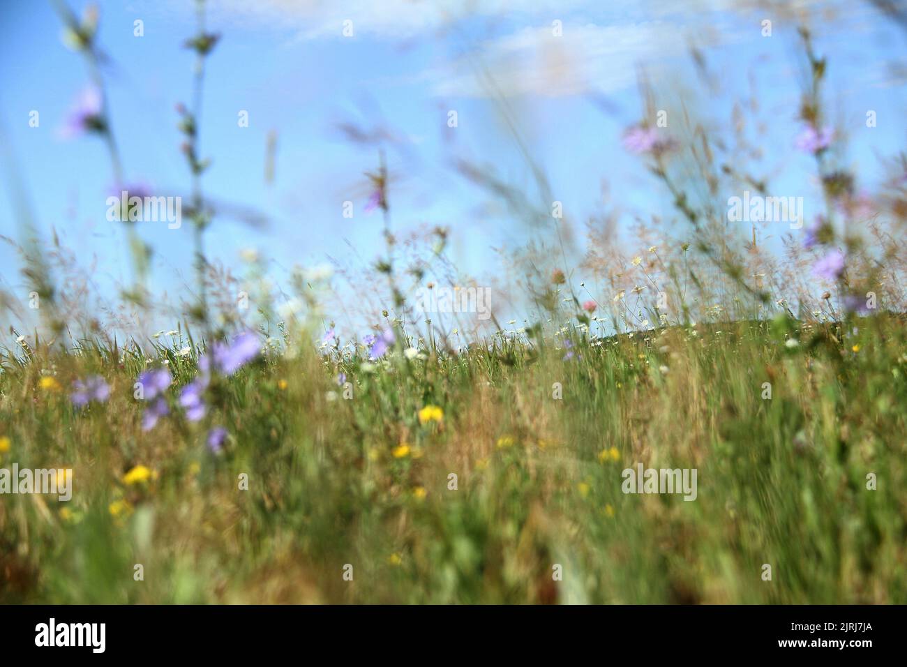 Variety of wildflowers in beautiful meadow in Pennsylvania, USA Stock ...