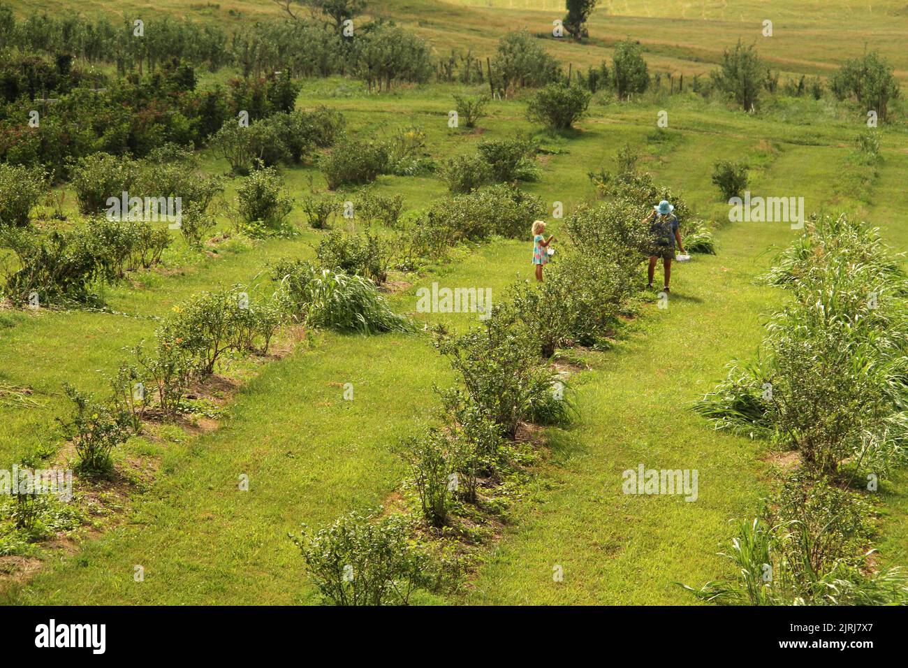 People picking up blueberries at a farm in Virginia, USA Stock Photo ...