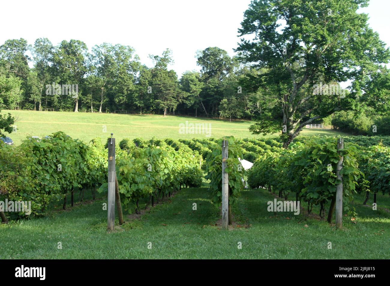 Rows of grapevine in a winery in Virginia, USA Stock Photo - Alamy