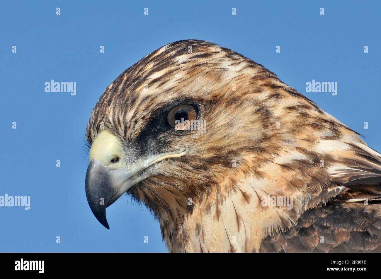 Hawk head hi-res stock photography and images - Alamy
