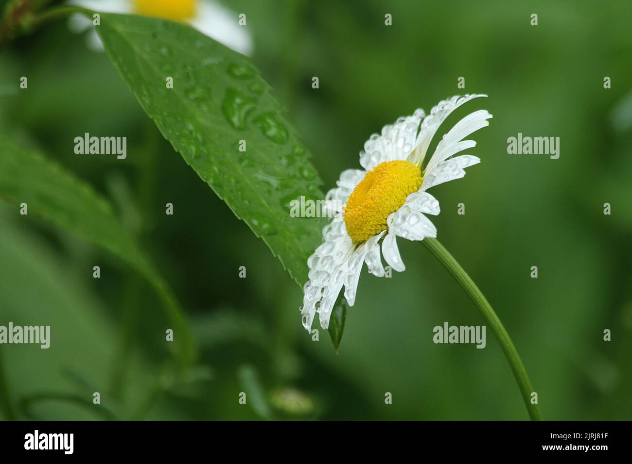 Daisy with rain drops hi-res stock photography and images - Alamy