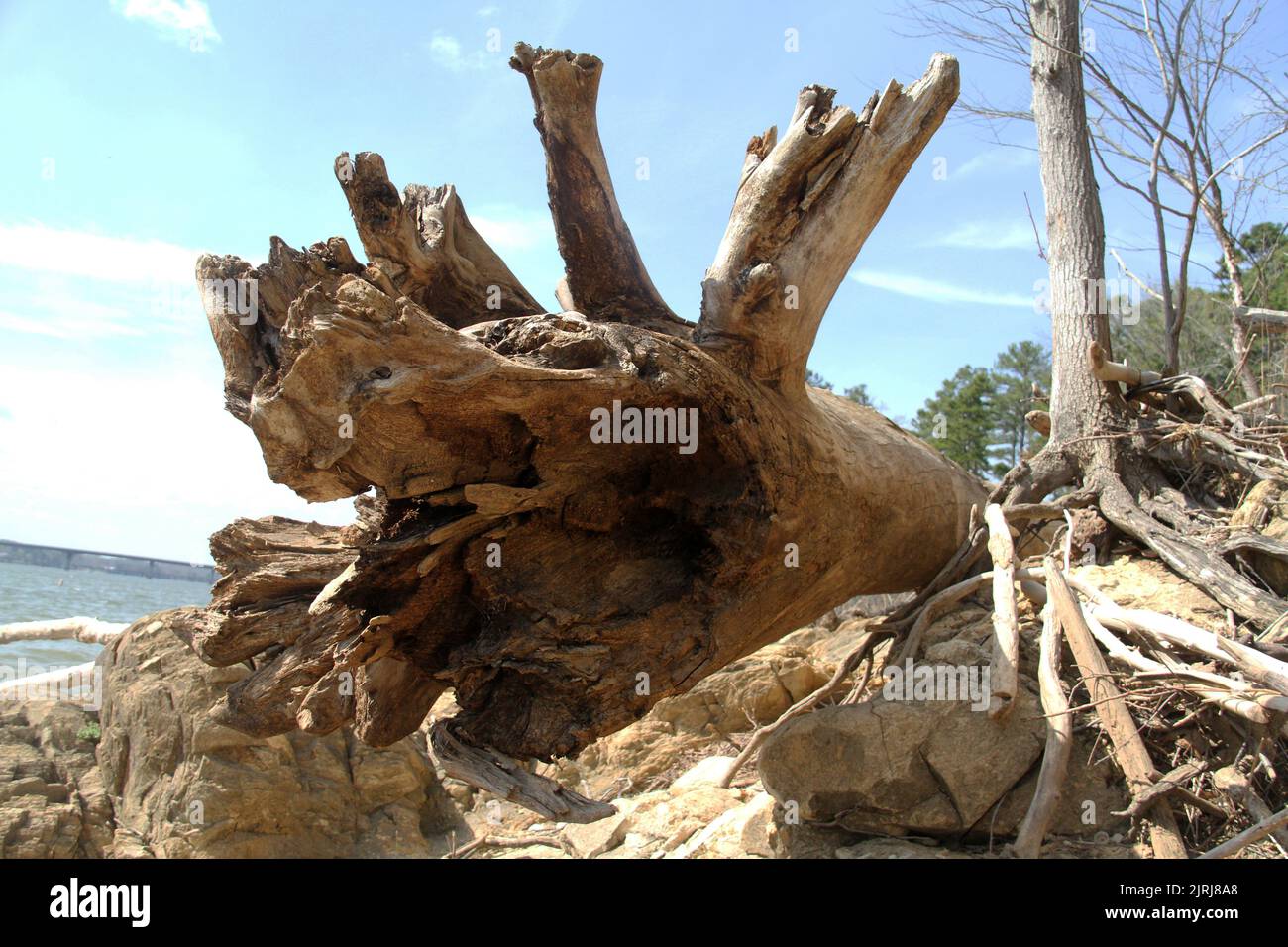 Large fallen tree on the shore of James River in Virginia, USA Stock ...
