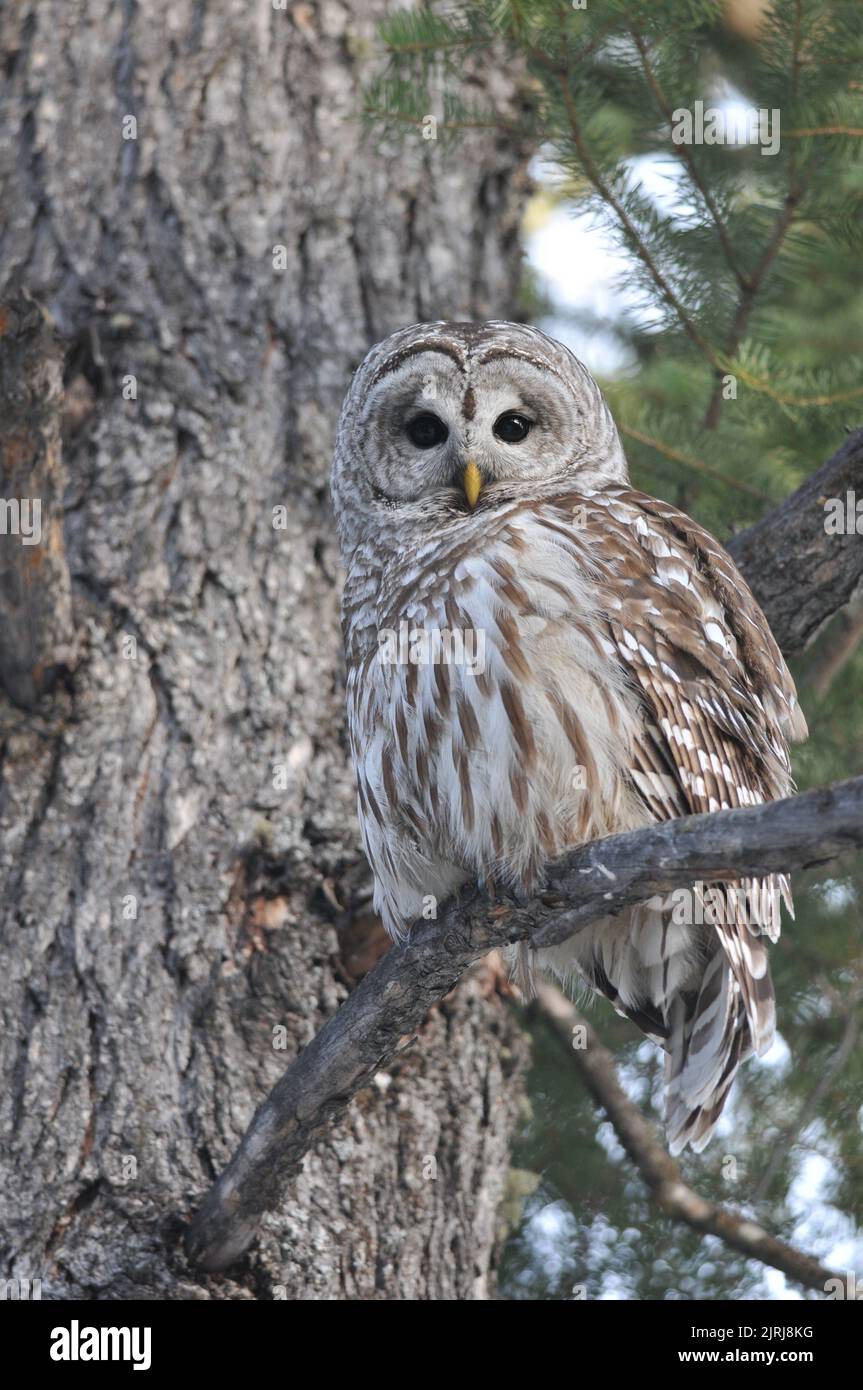 Tree bard hi-res stock photography and images - Alamy