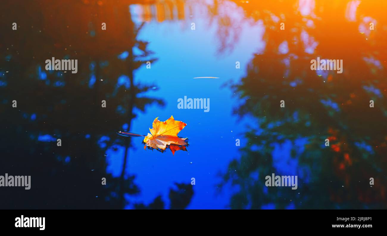 Autumn cold rainy day. Yellow orange maple leaf floating in lake. Vibrant color of fall season ...