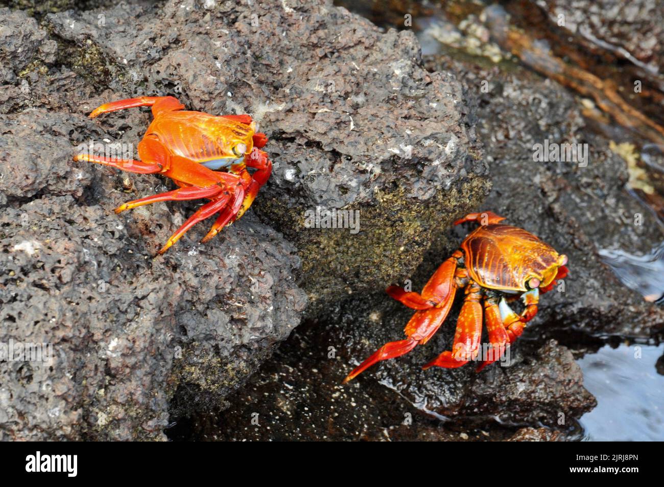 sally light foot crab Stock Photo - Alamy
