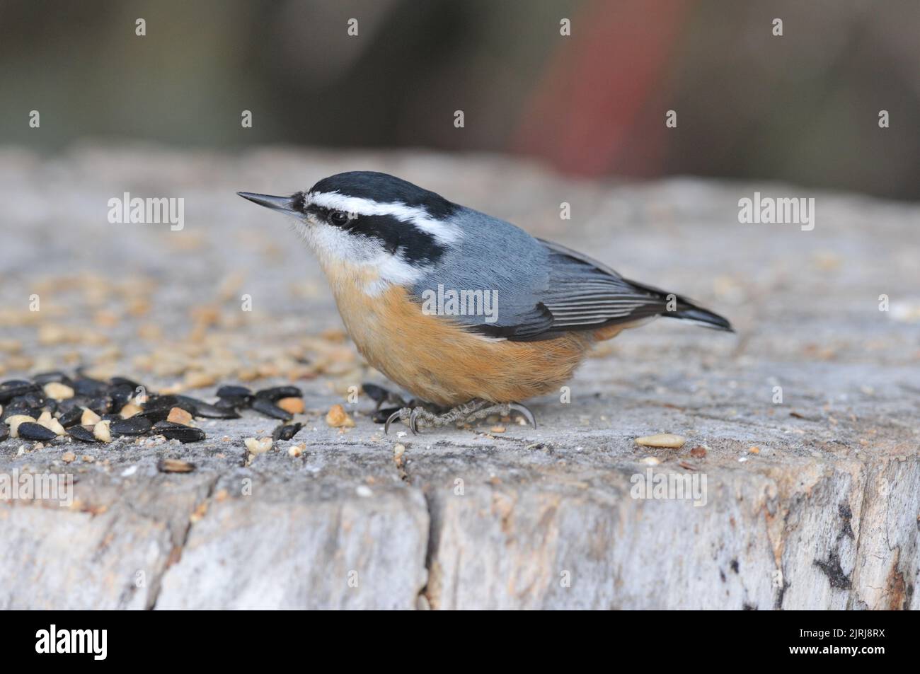 Nut hatch hi-res stock photography and images - Alamy