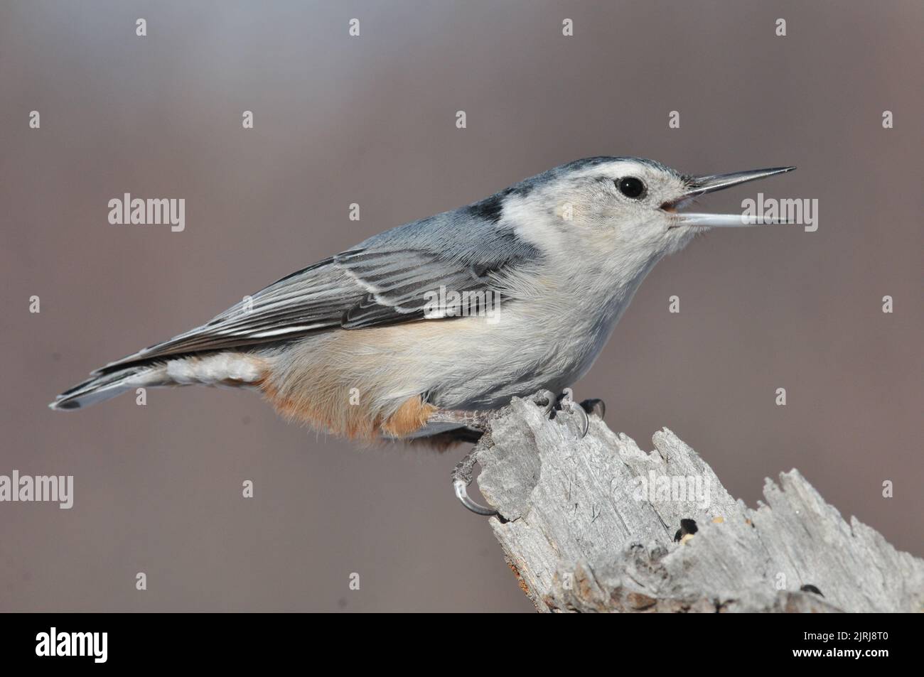 Nut hatch hi-res stock photography and images - Alamy