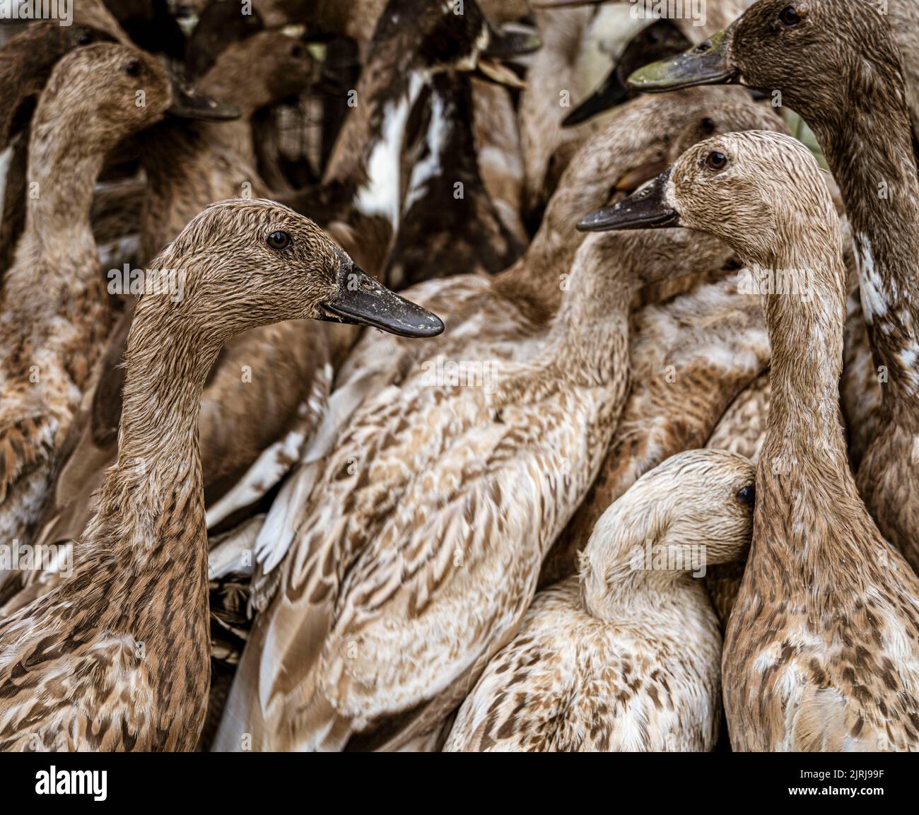 Roasted ducks sold stall hi-res stock photography and images - Alamy